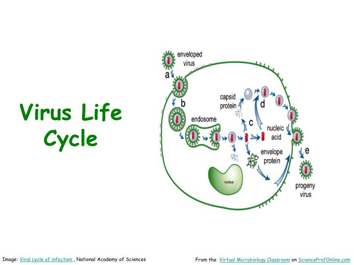 Virus Life Cycle Pdf