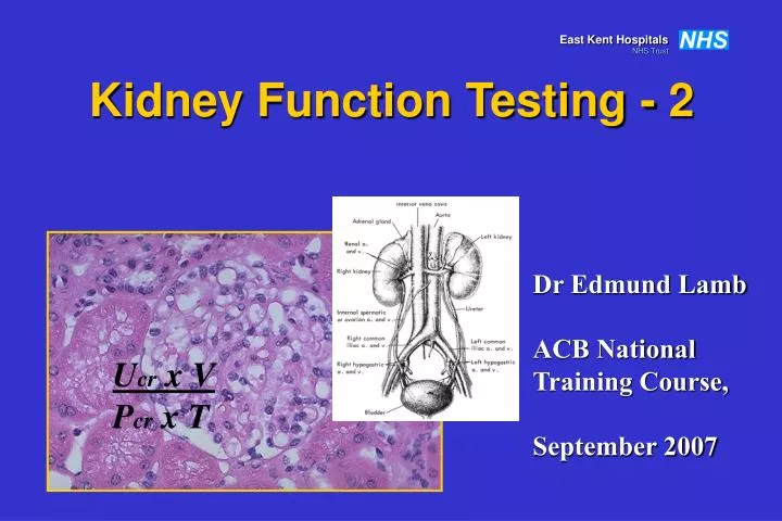 PPT - Kidney Function Testing - 2 PowerPoint Presentation, free ...
