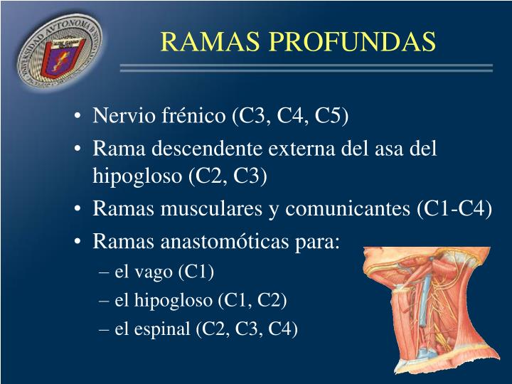PPT - PLEXO CERVICAL PowerPoint Presentation - ID:877078