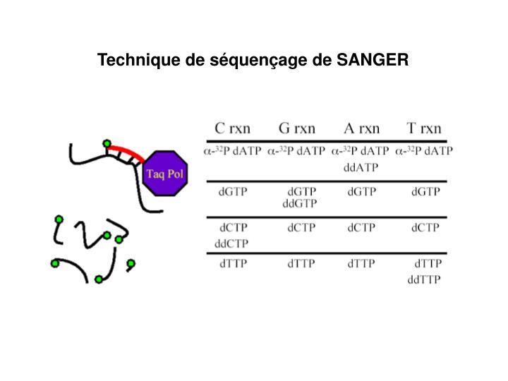 PPT - SEQUENCAGE DES GENOMES EUCARYOTES (et procaryotes) PowerPoint ...