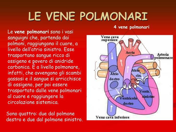 PPT - IL SISTEMA CIRCOLATORIO UMANO PowerPoint Presentation - ID:877789