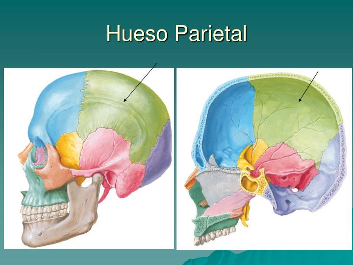 PPT - Osteología de Cráneo PowerPoint Presentation - ID:878437