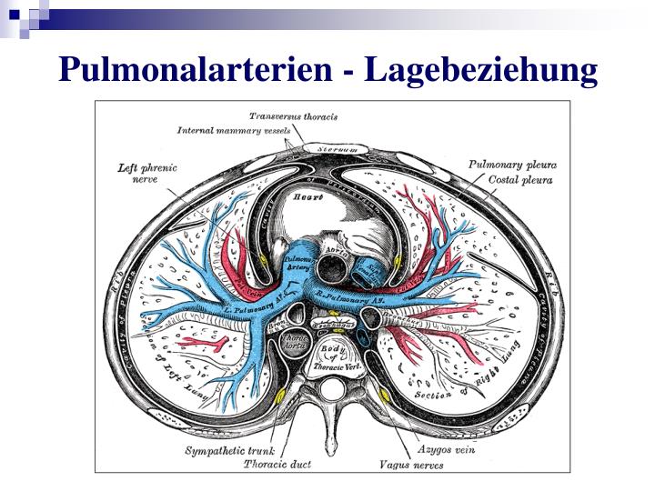 PPT - Herzgefäße PowerPoint Presentation - ID:878480