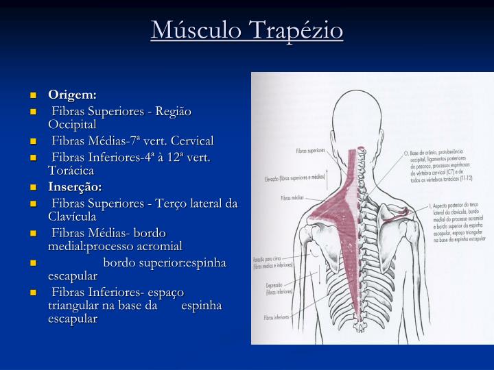 PPT - Cintura escapular PowerPoint Presentation - ID:878506