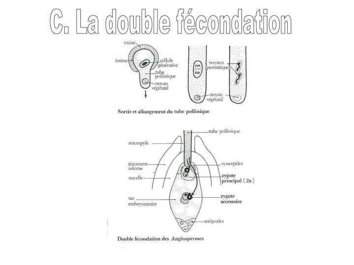 PPT - La reproduction sexuée des angiospermes PowerPoint Presentation ...