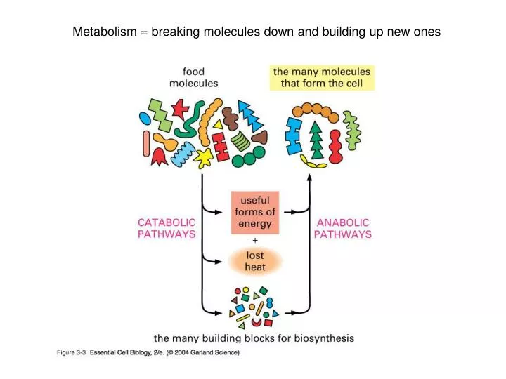PPT - Metabolism = breaking molecules down and building up new ones ...