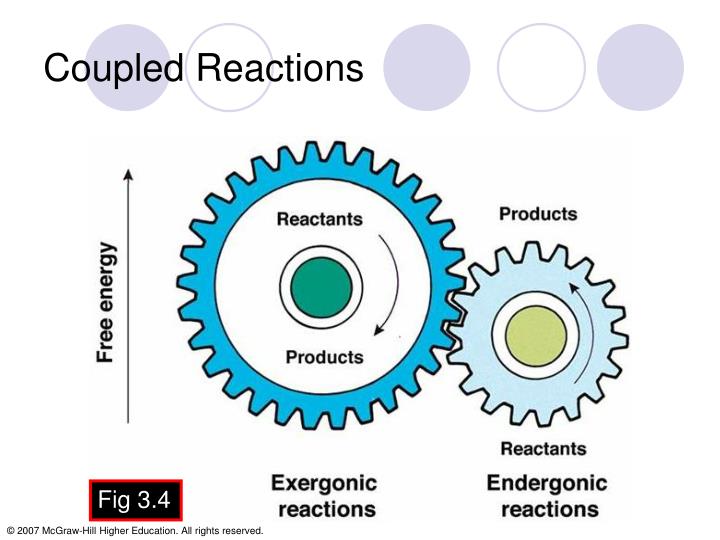 PPT - Chapter 3 Bioenergetics PowerPoint Presentation - ID:881479