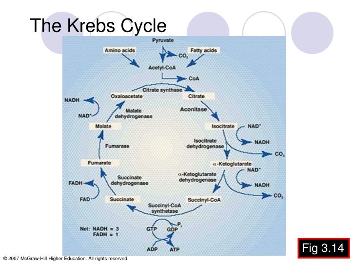 PPT - Chapter 3 Bioenergetics PowerPoint Presentation - ID:881479