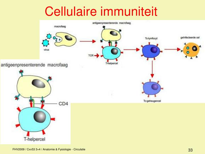 PPT - Anatomie / fysiologie PowerPoint Presentation - ID:882896