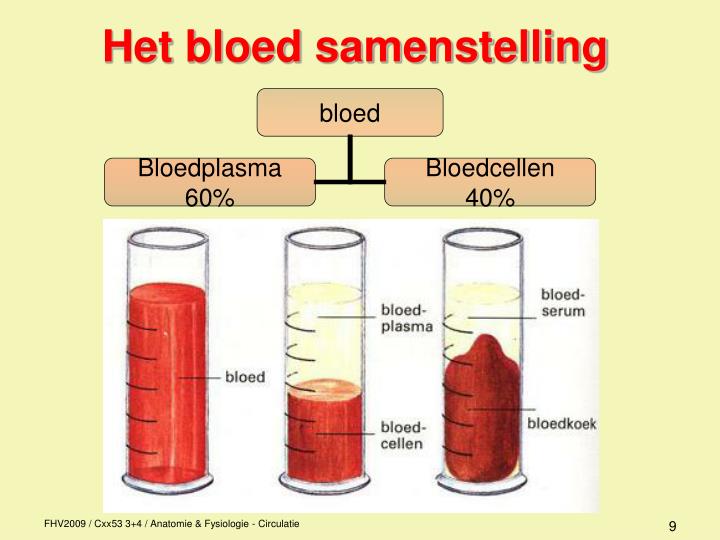 PPT - Anatomie / fysiologie PowerPoint Presentation - ID:882896