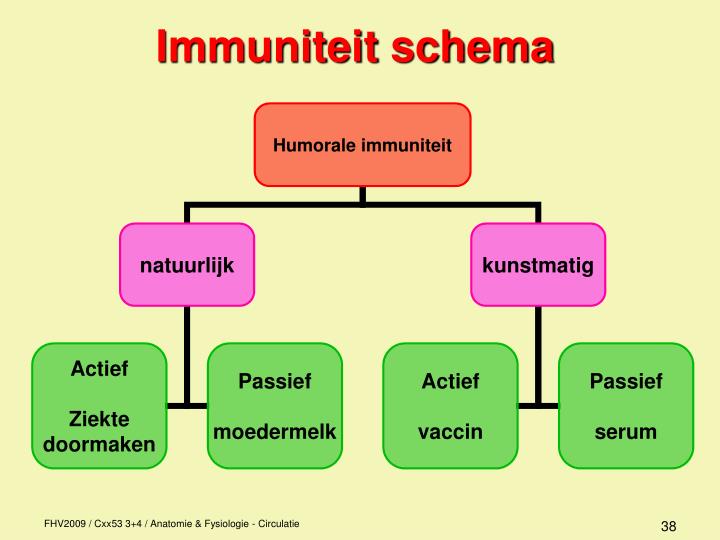 PPT - Anatomie / fysiologie PowerPoint Presentation - ID:882896