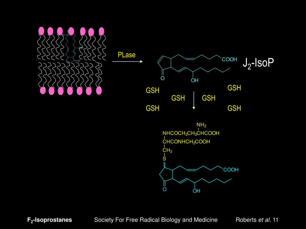 PPT - The Isoprostane and Neuroprostane Pathways: A True View of Lipid ...