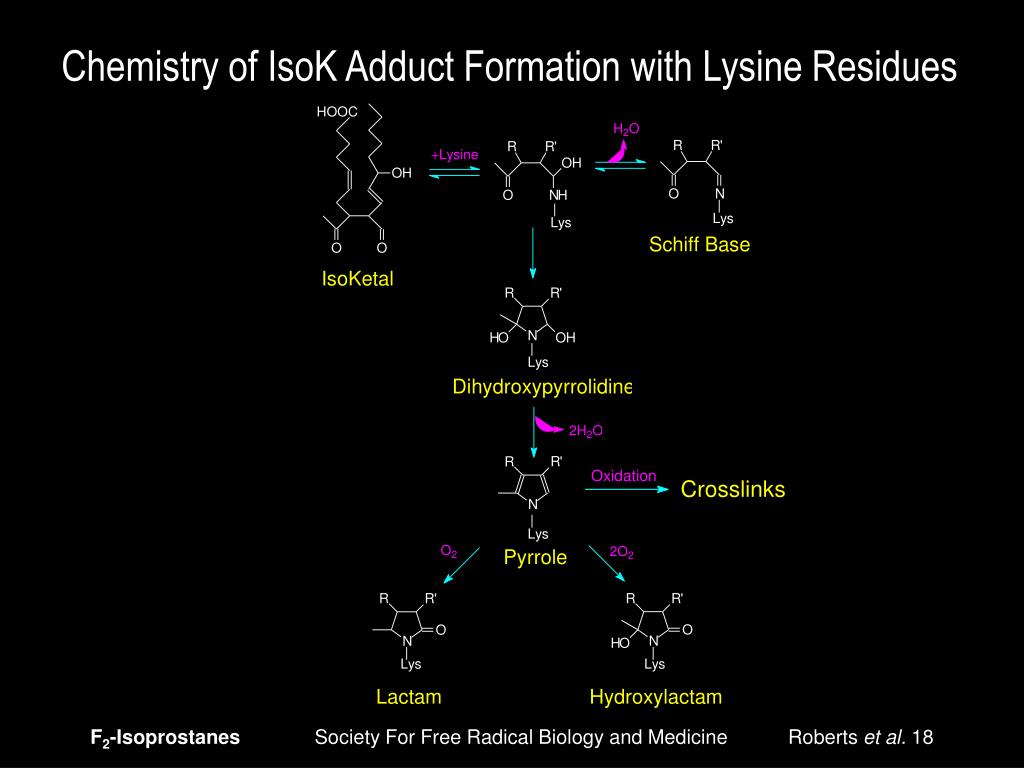 PPT - The Isoprostane and Neuroprostane Pathways: A True View of Lipid ...
