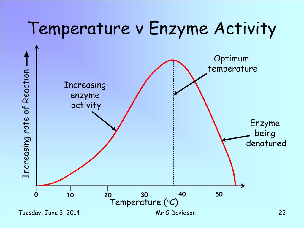 Enzyme Activity Graph Temperature