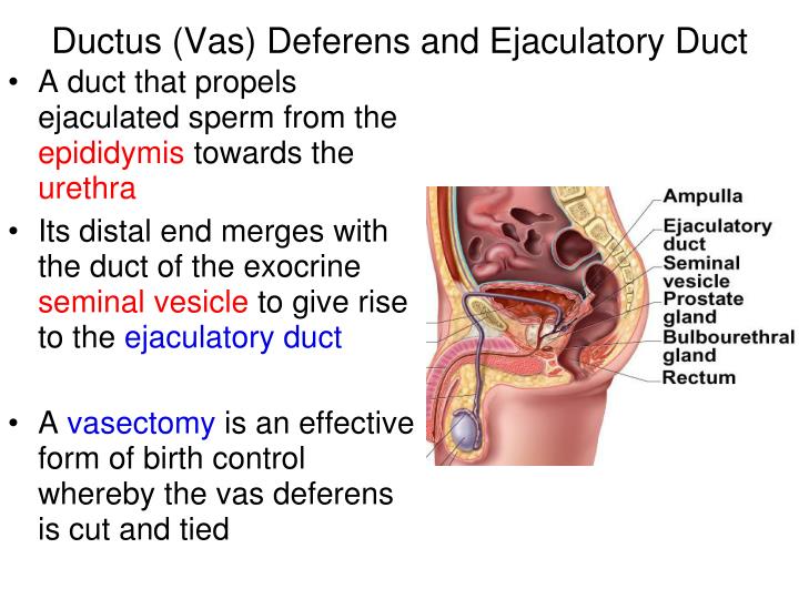 PPT - Anatomy of the Male Reproductive System PowerPoint Presentation - ID:883757