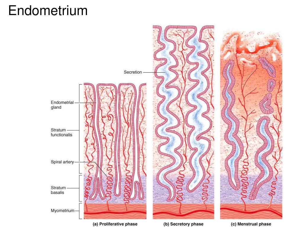 PPT - Anatomy of the Male Reproductive System PowerPoint Presentation ...