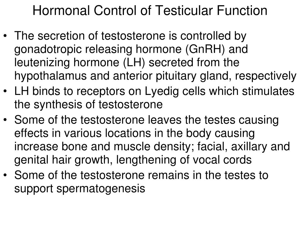 PPT - Anatomy of the Male Reproductive System PowerPoint Presentation ...