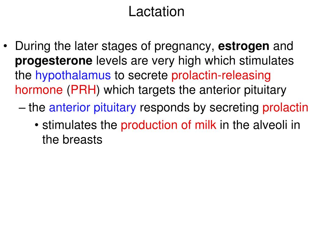 PPT - Anatomy of the Male Reproductive System PowerPoint Presentation ...