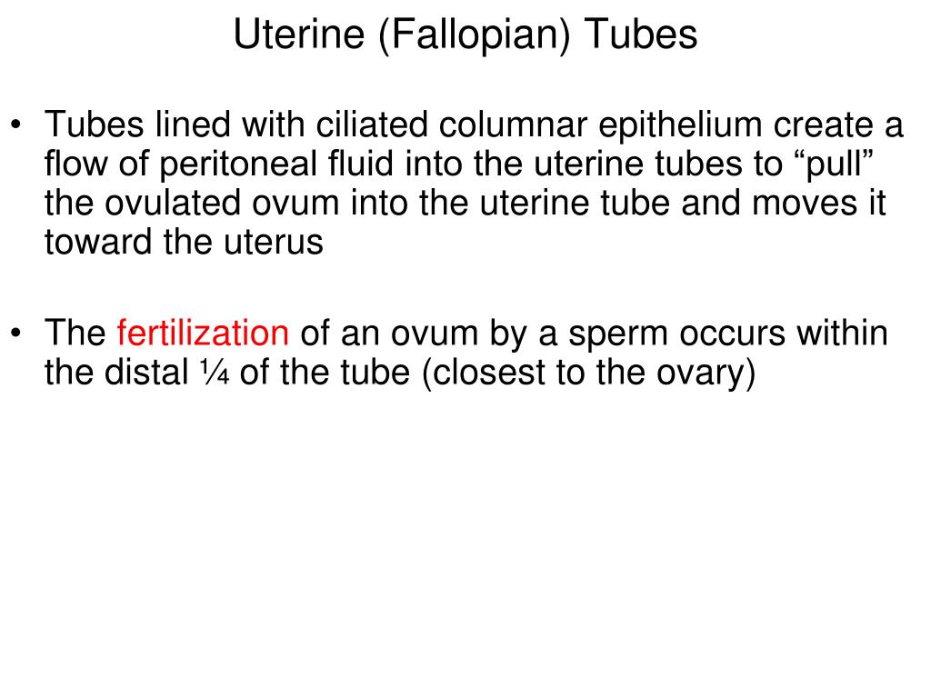 PPT - Anatomy of the Male Reproductive System PowerPoint Presentation ...