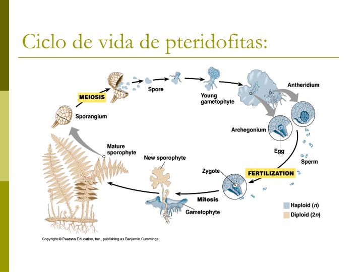 PPT - Reino Plantae PowerPoint Presentation - ID:885654