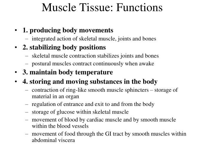 PPT - THE MUSCULAR SYSTEM: SKELETAL MUSCLE TISSUE AND MUSCLE ...