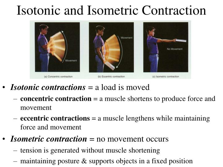 PPT - THE MUSCULAR SYSTEM: SKELETAL MUSCLE TISSUE AND MUSCLE ...
