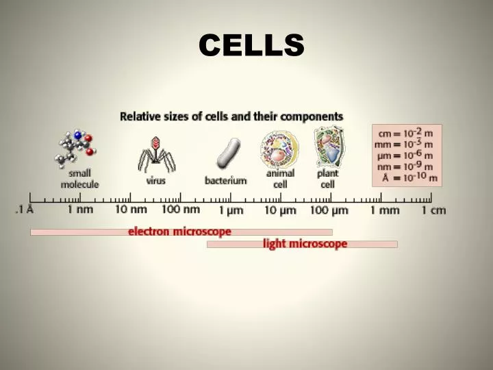 PPT - CELLS PowerPoint Presentation, free download - ID:885885