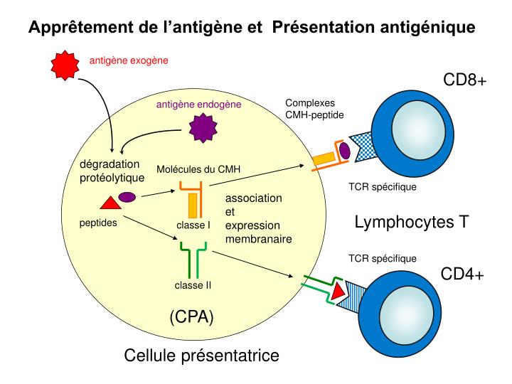 PPT - Cours 3 Immunité adaptative Les lymphocytes T et B (FF ...