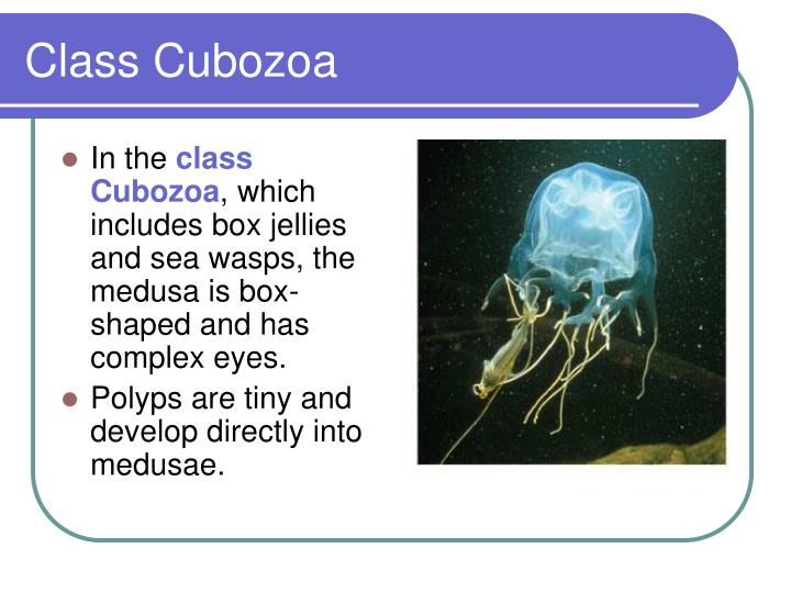 PPT - Radiate Animals PowerPoint Presentation - ID:887837