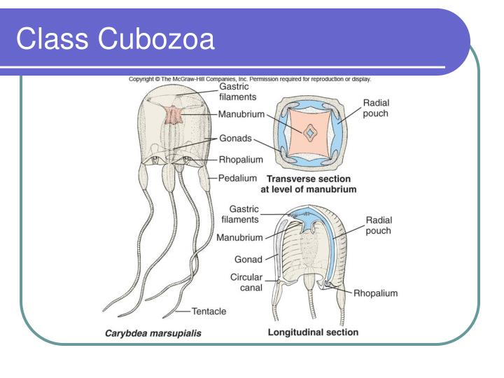 PPT - Radiate Animals PowerPoint Presentation - ID:887837