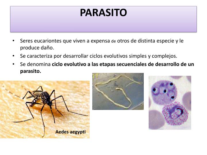 PPT - Dra. Judith Roldán Rodríguez Sección de Parasitología PowerPoint ...
