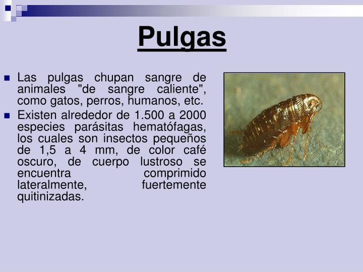PPT - PULICOSIS PowerPoint Presentation - ID:888178