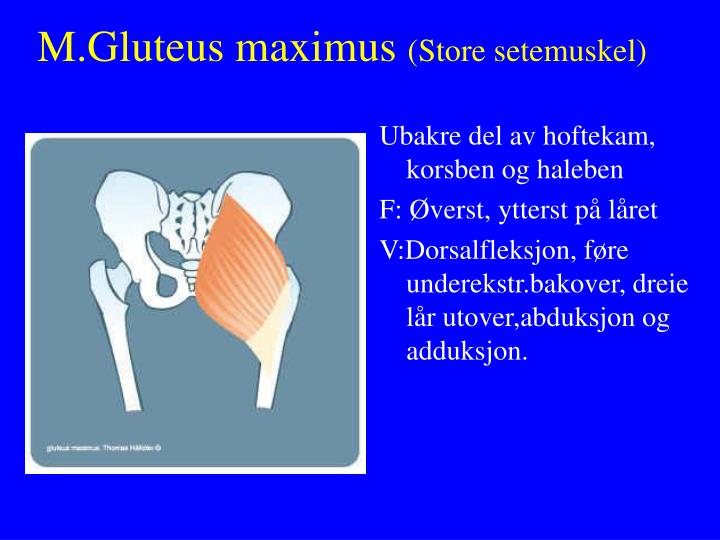 PPT - Musklene i undereks tremiteten PowerPoint Presentation - ID:888783