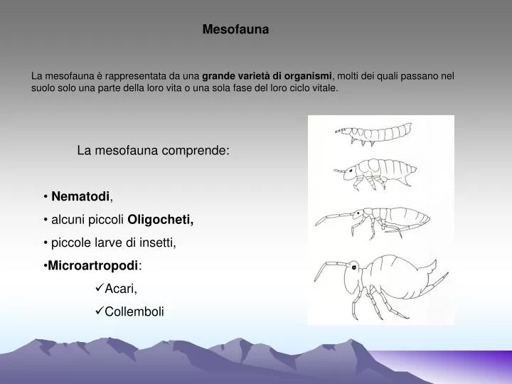 PPT - Mesofauna PowerPoint Presentation, free download - ID:889014