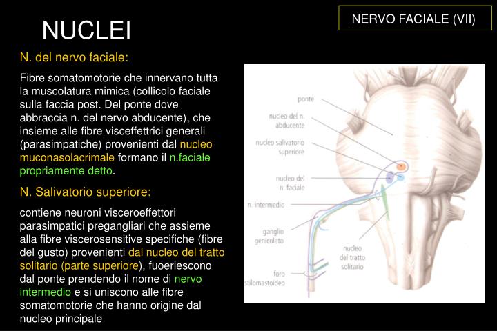 PPT - I nervi cranici PowerPoint Presentation - ID:889120