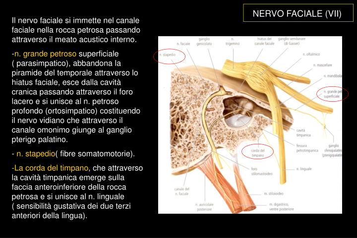 PPT - I nervi cranici PowerPoint Presentation - ID:889120