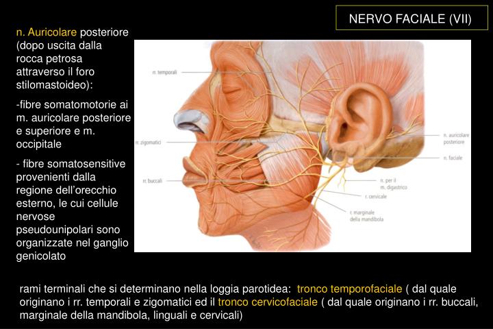 PPT - I nervi cranici PowerPoint Presentation - ID:889120