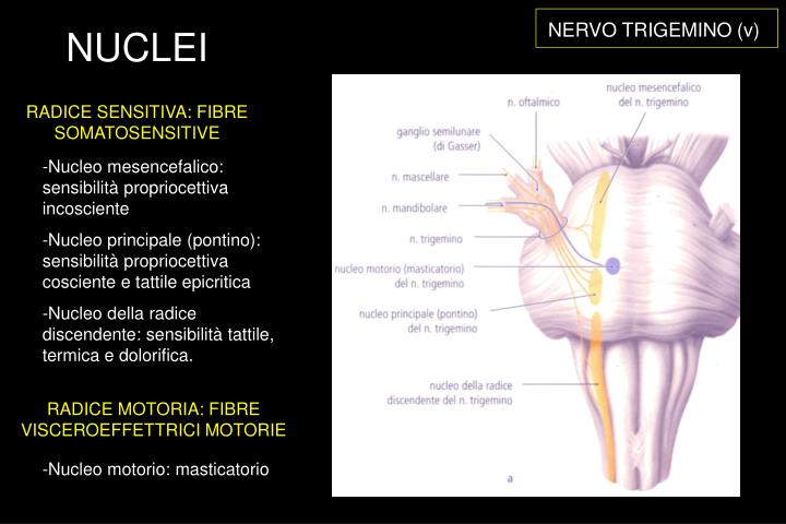 PPT - I nervi cranici PowerPoint Presentation - ID:889120