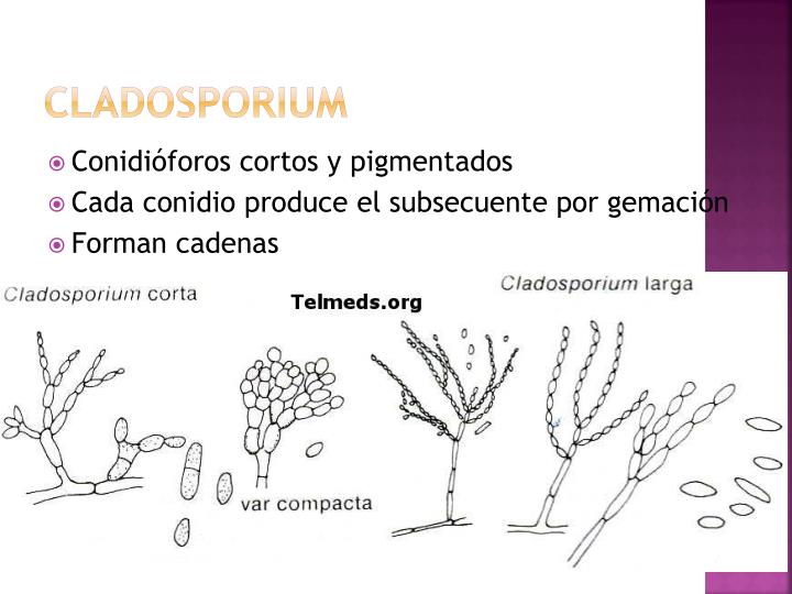 PPT - Micosis subcutáneas PowerPoint Presentation - ID:889570