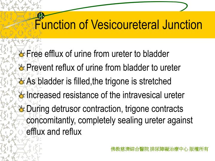PPT - Anatomy of Lower Urinary Tract PowerPoint Presentation - ID:889810
