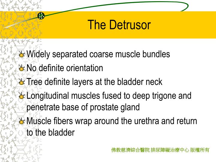 PPT - Anatomy of Lower Urinary Tract PowerPoint Presentation - ID:889810