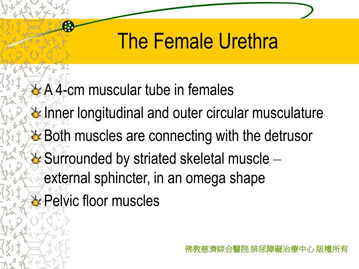 PPT - Anatomy of Lower Urinary Tract PowerPoint Presentation - ID:889810