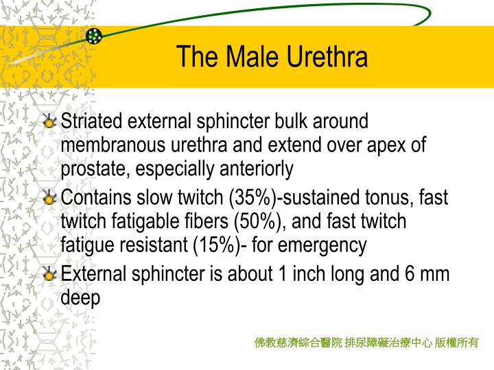 PPT - Anatomy of Lower Urinary Tract PowerPoint Presentation - ID:889810