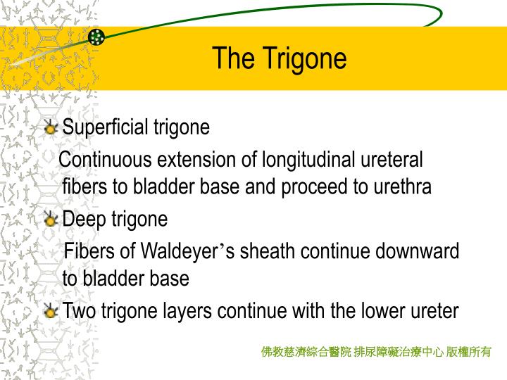 PPT - Anatomy of Lower Urinary Tract PowerPoint Presentation - ID:889810
