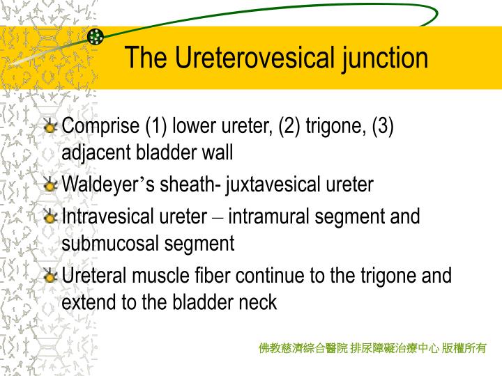 PPT - Anatomy of Lower Urinary Tract PowerPoint Presentation - ID:889810
