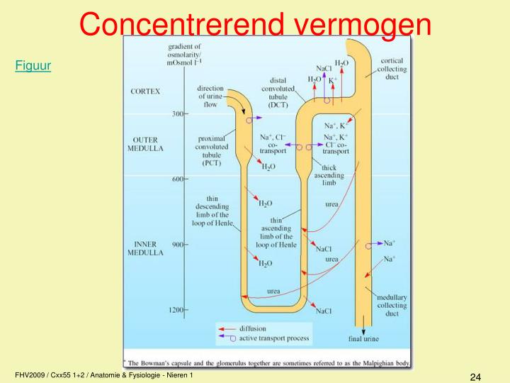 PPT - Anatomie / fysiologie PowerPoint Presentation - ID:890392