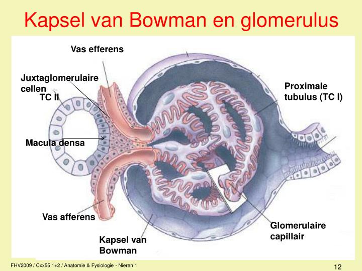 PPT - Anatomie / fysiologie PowerPoint Presentation - ID:890392
