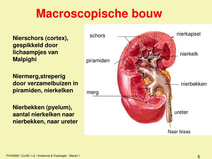 PPT - Anatomie / fysiologie PowerPoint Presentation - ID:890392