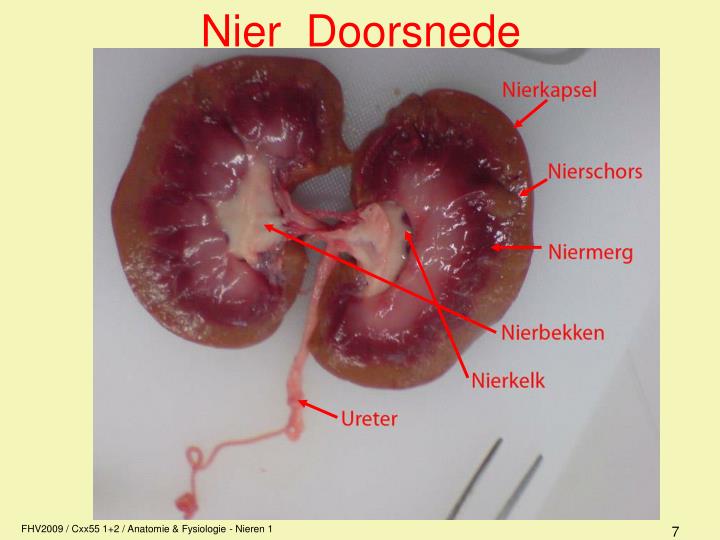 PPT - Anatomie / fysiologie PowerPoint Presentation - ID:890392