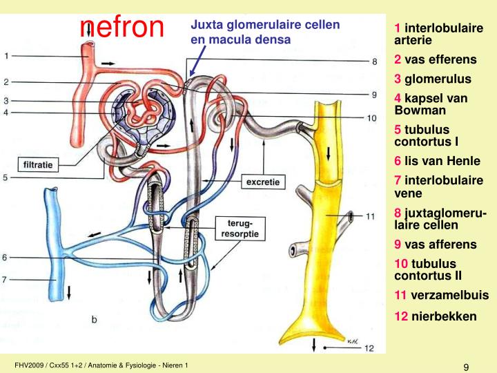 PPT - Anatomie / fysiologie PowerPoint Presentation - ID:890392